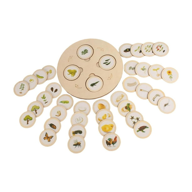 Life Cycle Model Set Wooden Jigsaw Puzzles for Boys and Girls Teaching ...