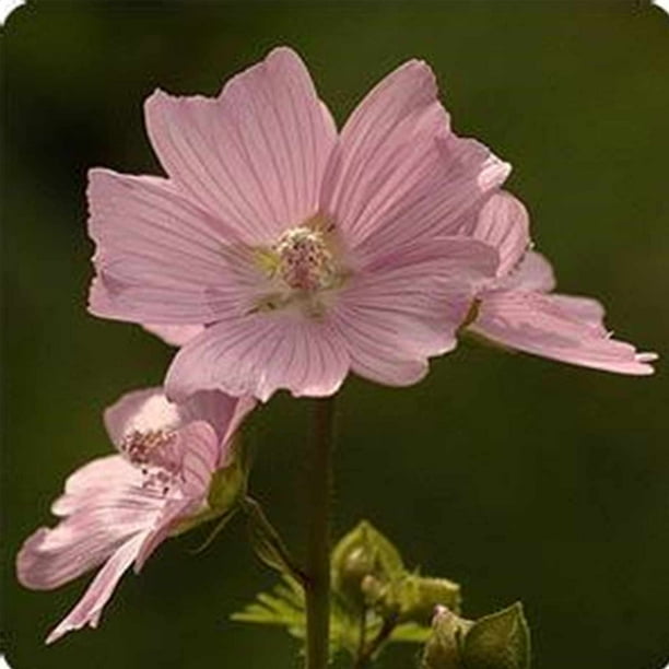 Malva Flower Garden Seeds - Moschata Choice - Rosea (Pink) - 1000 Seeds ...