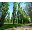 Gold Weeping Curly Willow Tree Cutting - Rarest of All Willows - Grow ...