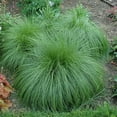 Premium Rough Fountain Dropseed Grass Seed, 200+ Seeds– Native ...