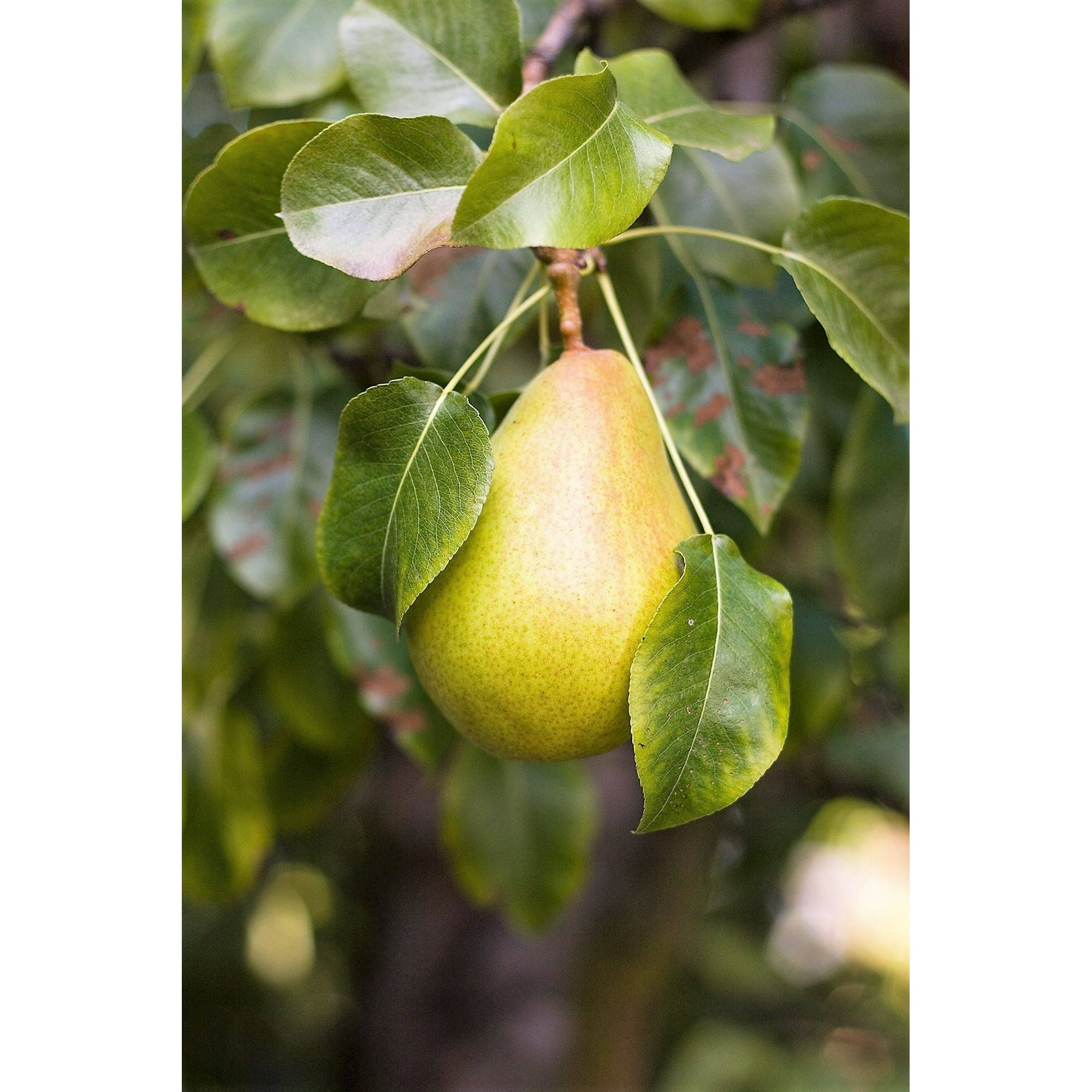 Click here for Seedville Usa 25 European Pear Tree Pyrus Communis... prices