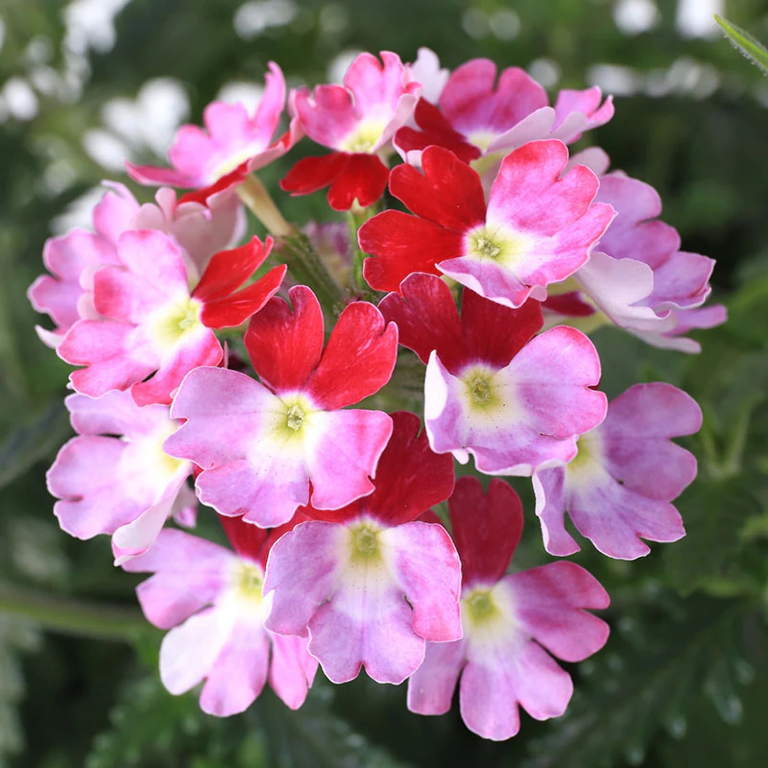 Verbena Obsession™ Cascade Twister Burgundy Seed - Walmart.com