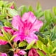 Encore Azalea Autumn Sangria (2 Gallon) Pink Flowering Shrub - Full Sun ...