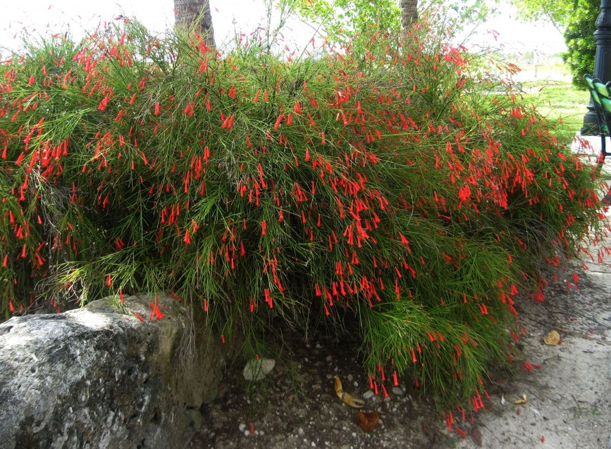 Firecracker Red Russelia Equisetiformis, Fountainbush, Gallon Pot ...
