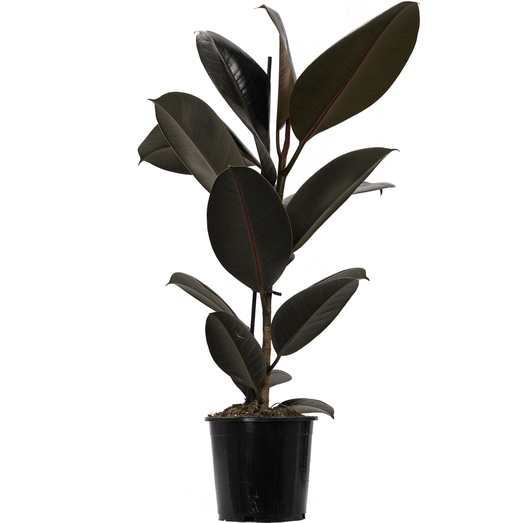 Click here for Plantsome Ficus Elastica Burgundy Rubber Tree (L)... prices