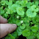 Dichondra Repens Ground Cover Seeds (100 Count) - Exotic Carpet Plant ...