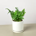 Jester's Crown Fern in 4" Pot / Nursery Pot | Live Plant for Indoor | 7 ...