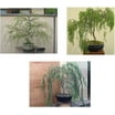 Live Large Indoor Australian Willow Bonsai Tree - Fast Growing with ...