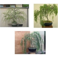 Red Flame Willow Trees - Burning Bush - Fast Growing and Stunning Color ...