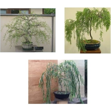 Bonsai Dwarf Weeping Willow Tree - Large Thick Trunk Cutting - Fast ...