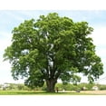 CZ Grain, White Oak Trees for Planting, Live Tree Seedlings, 3 Trees ...