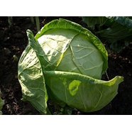 Cabbage Chinese Michihili Heirloom Vegetable 2,000 Seeds - Walmart.com