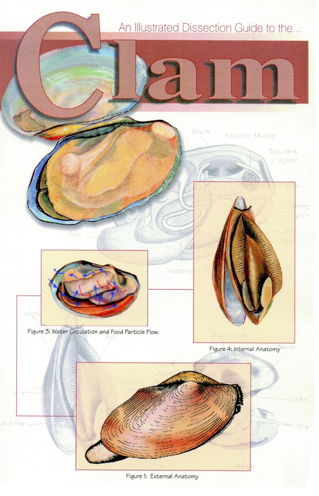 Clam Dissection Heart