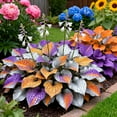 Rainbow Colorful Midnight Blue Hostas for Planting--(Non-Artificial ...