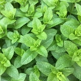 Spearmint Seeds - Mentha Spicata Spearmint Herb Seed - 20000 Seeds ...