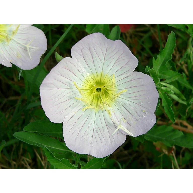 White Evening Primrose