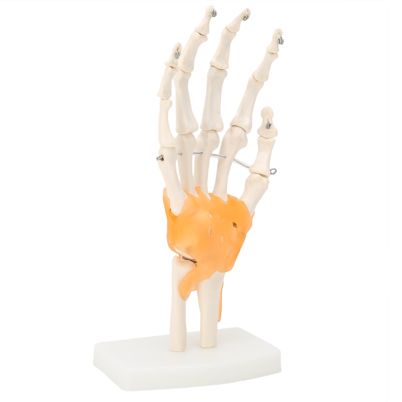 Modelo de articulación de mano y dedo, modelo de mano humana, modelo de ...