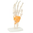 Human Hand Model Hand Joint Display Model for Patient Training Teaching ...