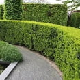 Podocarpus Macrophyllus - 12 Live Plants - 4" Pots Japanese Yew Live ...