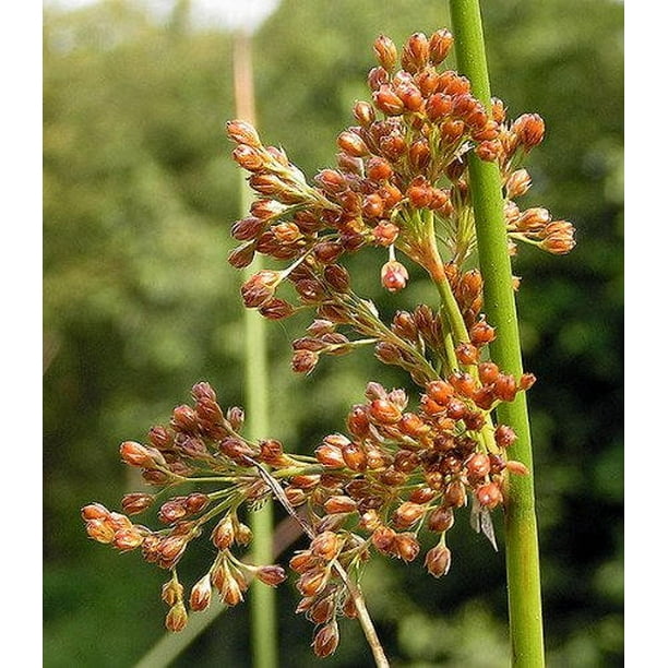 1000 SOFT RUSH (Common Rush) Juncus Effusus Ornamental Grass Seeds ...