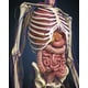 Human midsection with internal organs Poster Print (12 x 16) - Walmart.com