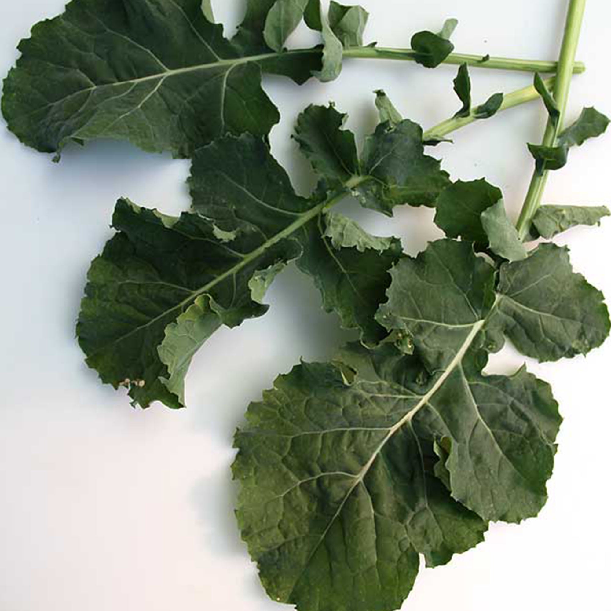 Premier Kale Seed - 1 g ~250 Seeds - Heirloom, Open Pollinated, Non-GMO ...