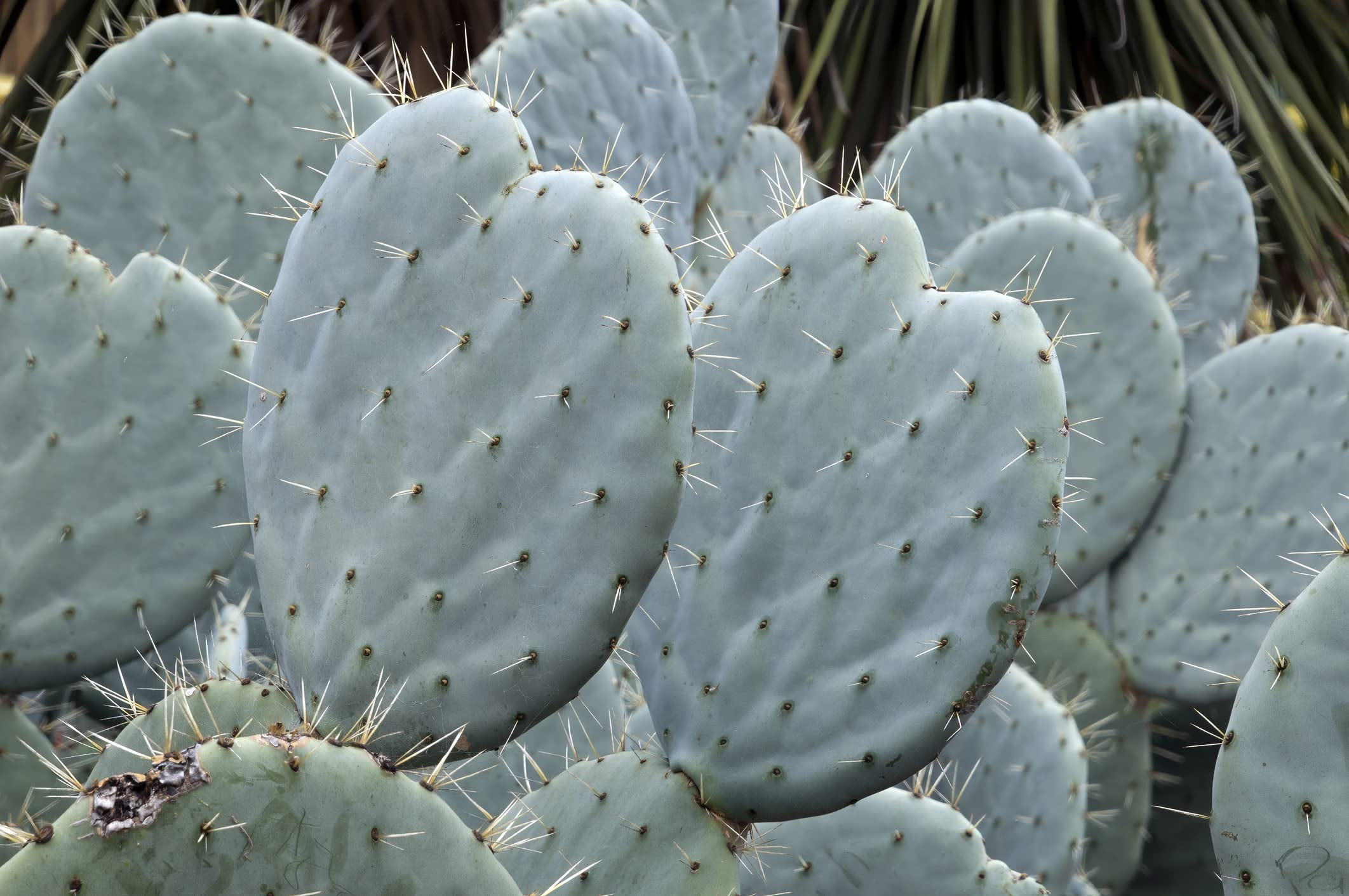 Giant Prickly Pear Cactus Seeds - 20+ Seeds -Opuntia Robusta - Ships ...