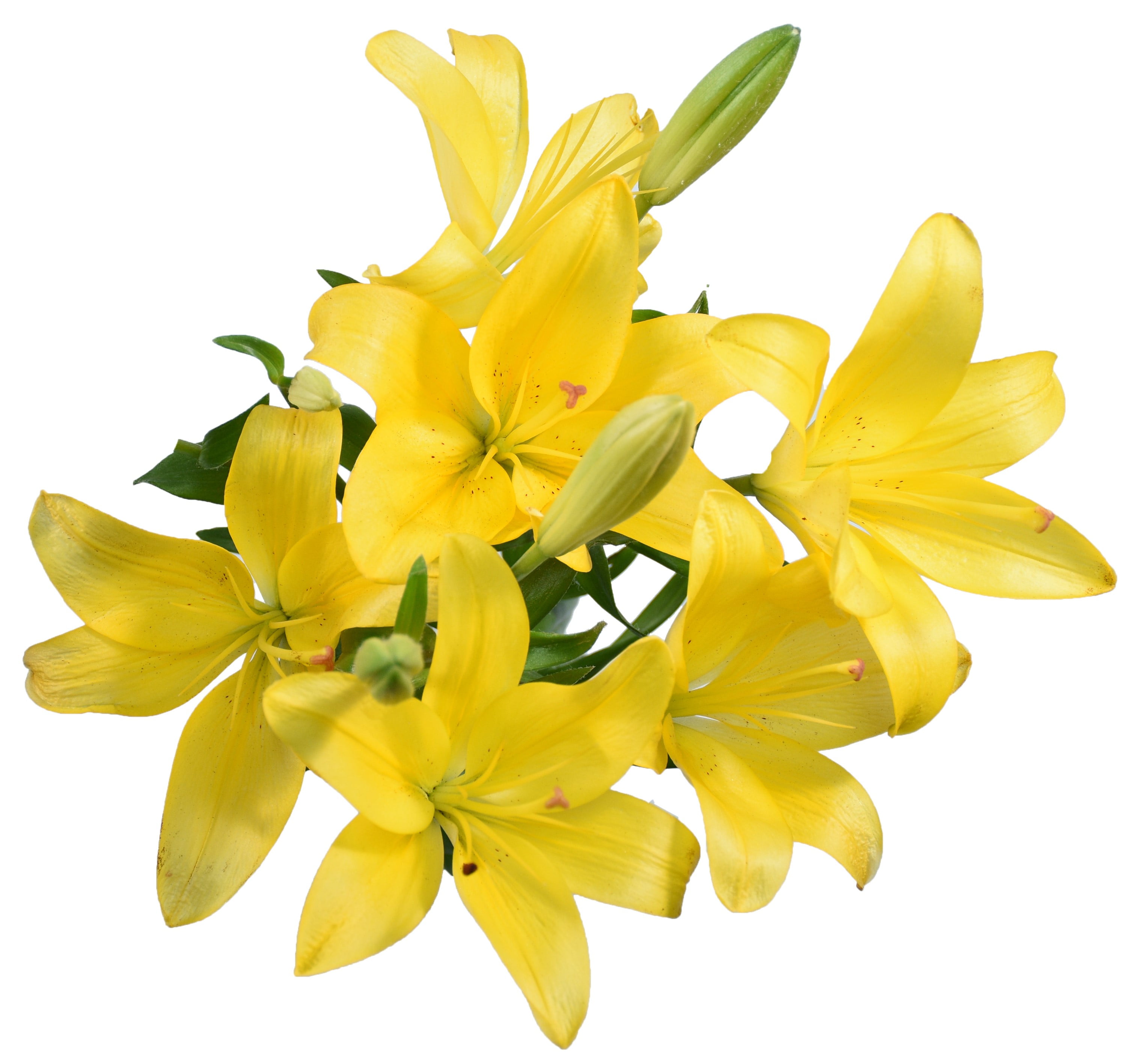 Fresh-Cut Lilies Flower Bunch, 3 Stems, Colors Vary - Walmart.com