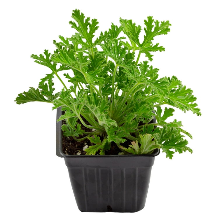 Citronella Geranium