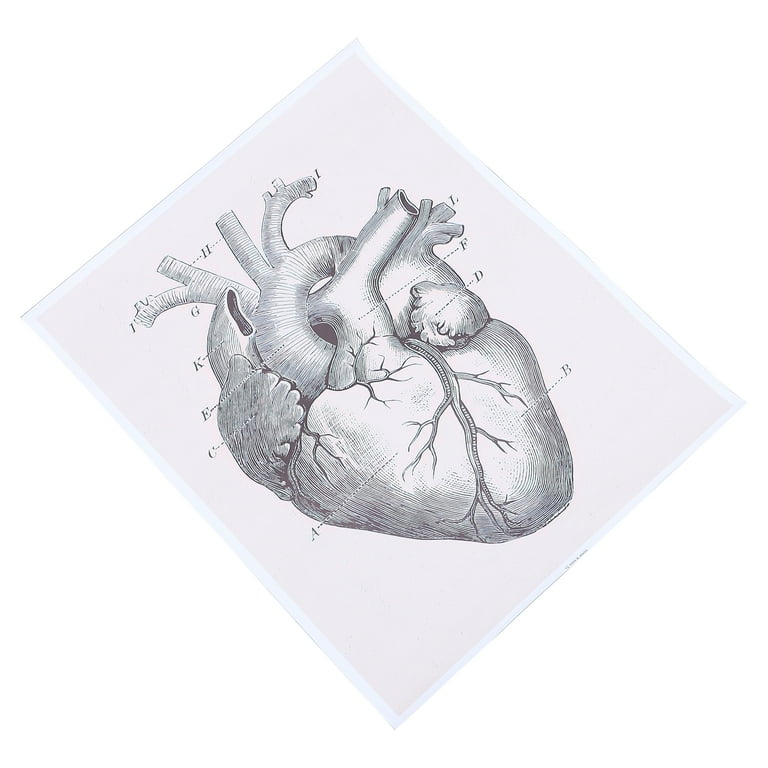 Heart Organ Drawing