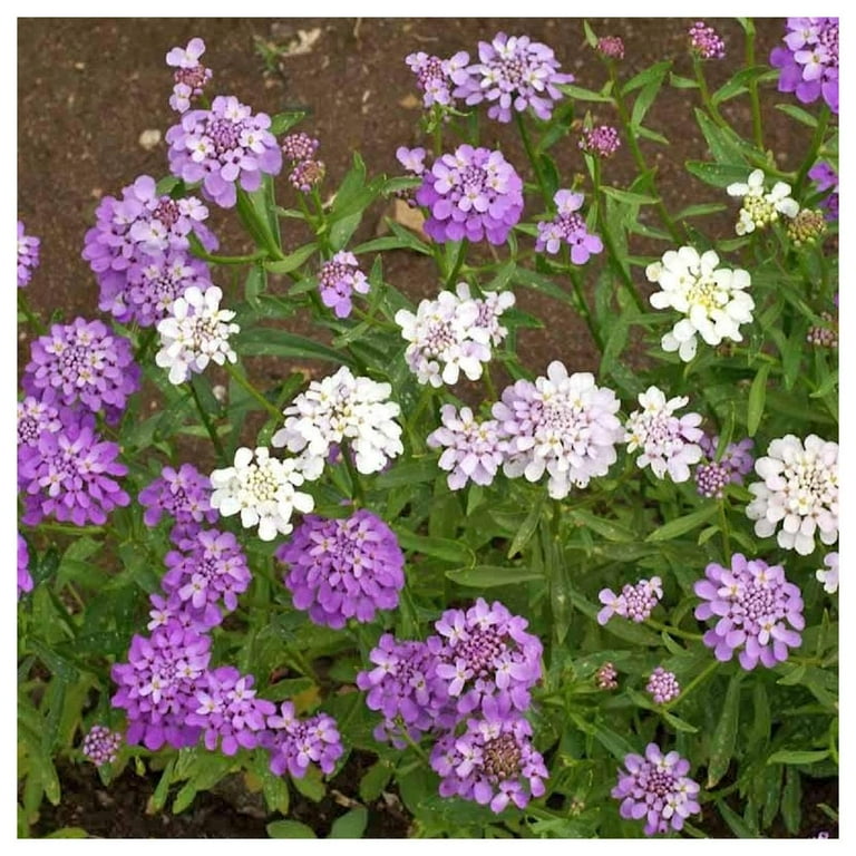 Candytuft Globe