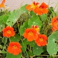 2 Pots Nasturtium Plants, 4 Inch Pot, 4-6″ Tall Nasturtium Flower ...