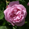 Heirloom Roses - Ready Delivered, Outside Potted, Coupe D' Hebe ...