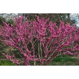40 CHINESE REDBUD Cercis Chinensis Shrub Small Tree Pink Purple Flower ...