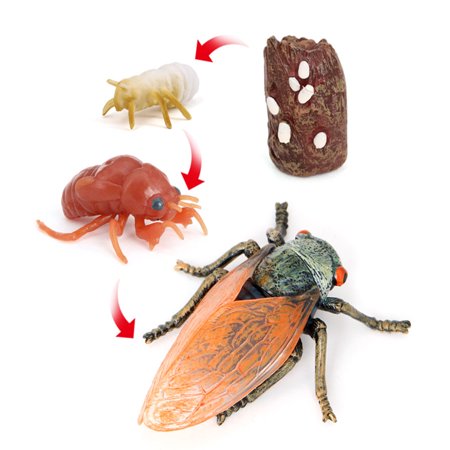 1 Set Cicada Life Cycle Toy Home Vivid Creative cicada lifecycle toys ...