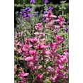 50 'PINK Sundae' Clary SAGE / SALVIA Viridis Horminum Herb Flower Seeds ...
