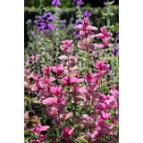 50 'PINK Sundae' Clary SAGE / SALVIA Viridis Horminum Herb Flower Seeds ...