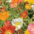 Ferry-Morse 210MG California Poppy Thai Silk Annual Flower Seeds, Full ...