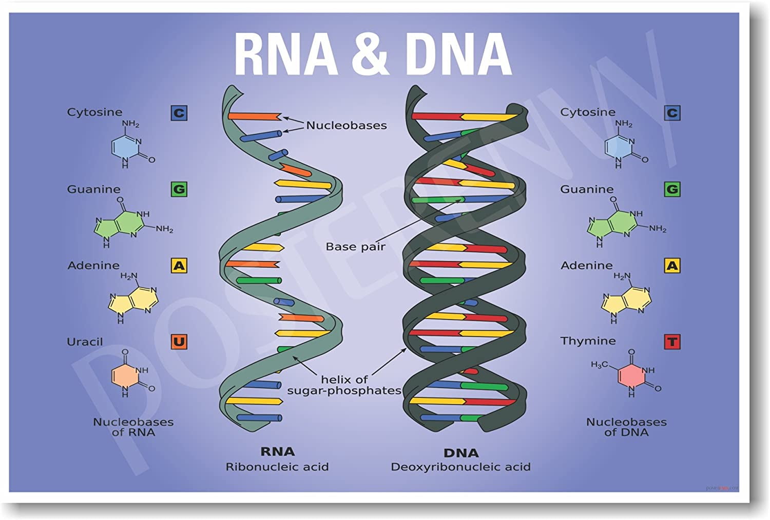 DNA RNA Biology Chart - NEW Classroom Biology POSTER - Walmart.com