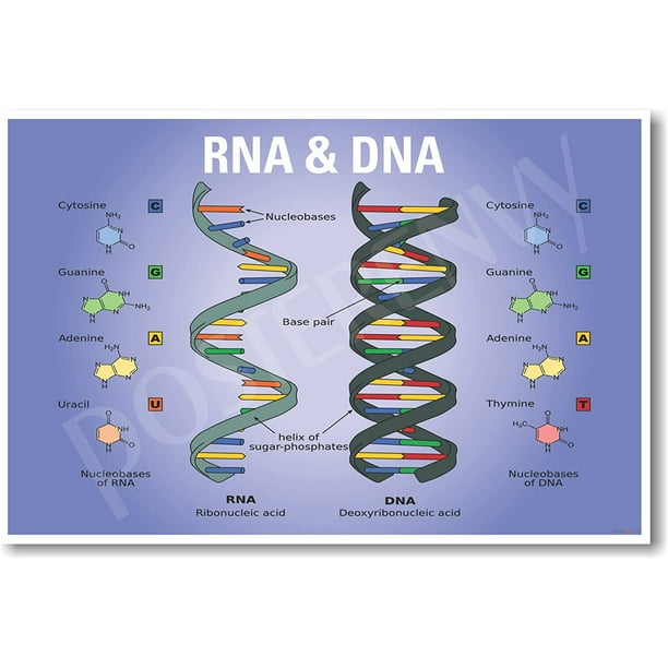 DNA RNA Biology Chart - NEW Classroom Biology POSTER - Walmart.com