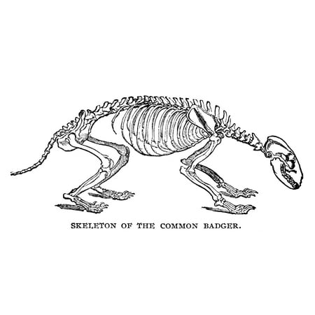 Badger Skeleton. /Nskeleton Of The Common European Badger (Meles Meles ...