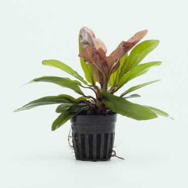 Potted Red Flame Sword - Beginner Tropical Live Aquarium Plant ...
