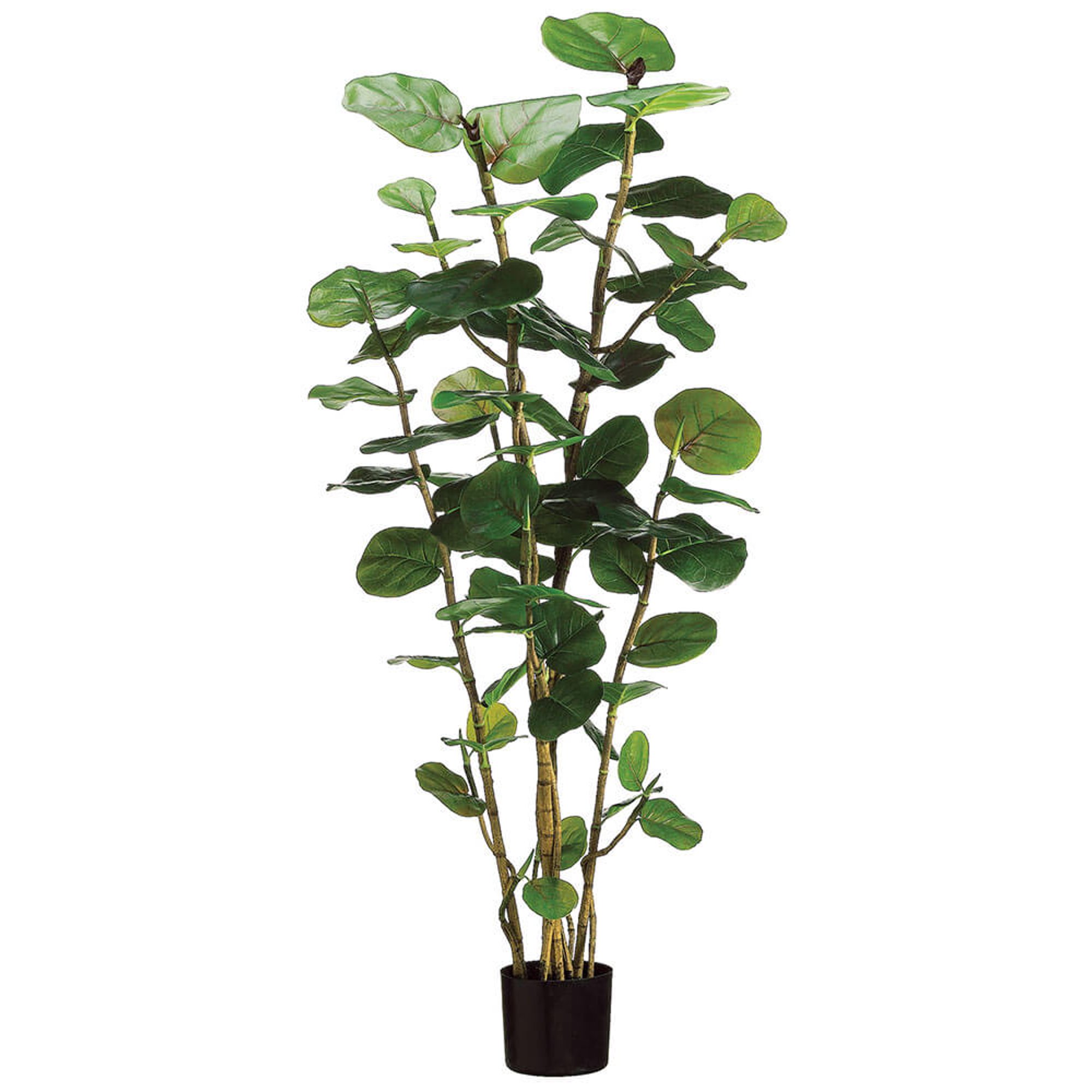 Sea Grape Bush