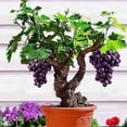 Deep Purple Seedless Grape Vines Live Plants for Planting, 5-10" Grape ...