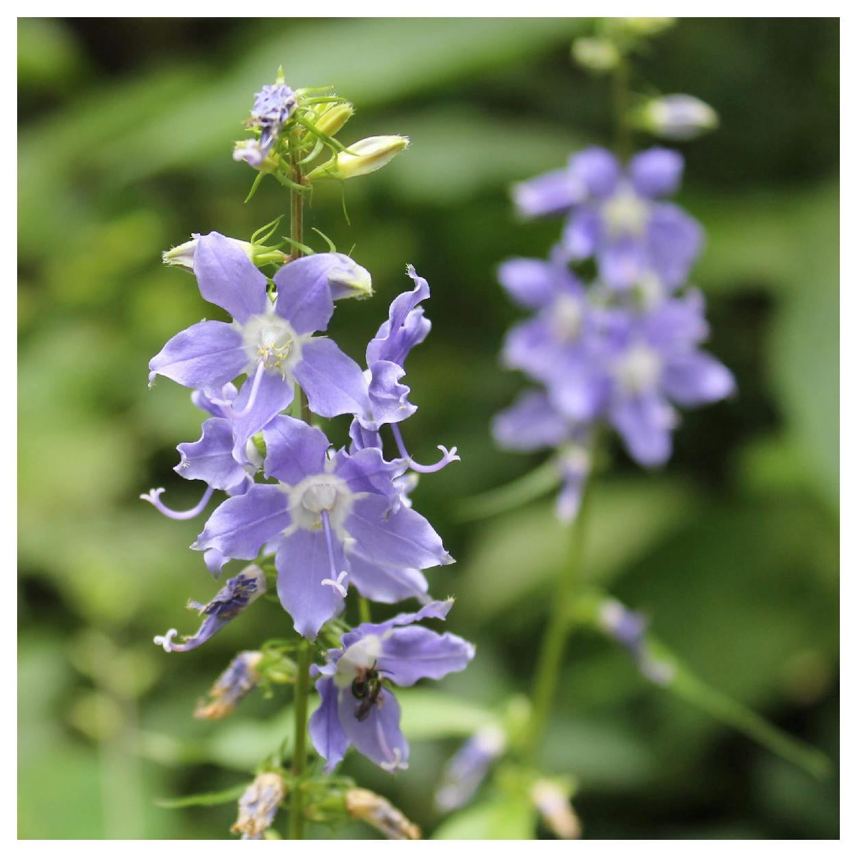 Everwilde Farms - 1/4 lb Tall Bellflower Native Wildflower Seeds - Gold ...