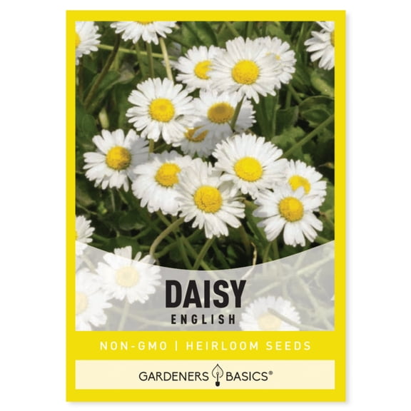 100 White Dwarf Creeping Daisy Chrysanthemum Paludosum Flower Seeds for ...