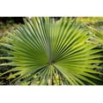 5 GREEN SAW PALMETTO Serenoa Repens American Dwarf Palm Tree Shrub ...