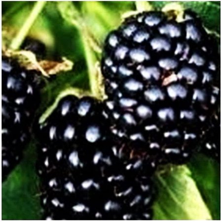 Rubus Fruticosus - Thornless BlackBerry - 5g Seeds | Walmart Canada