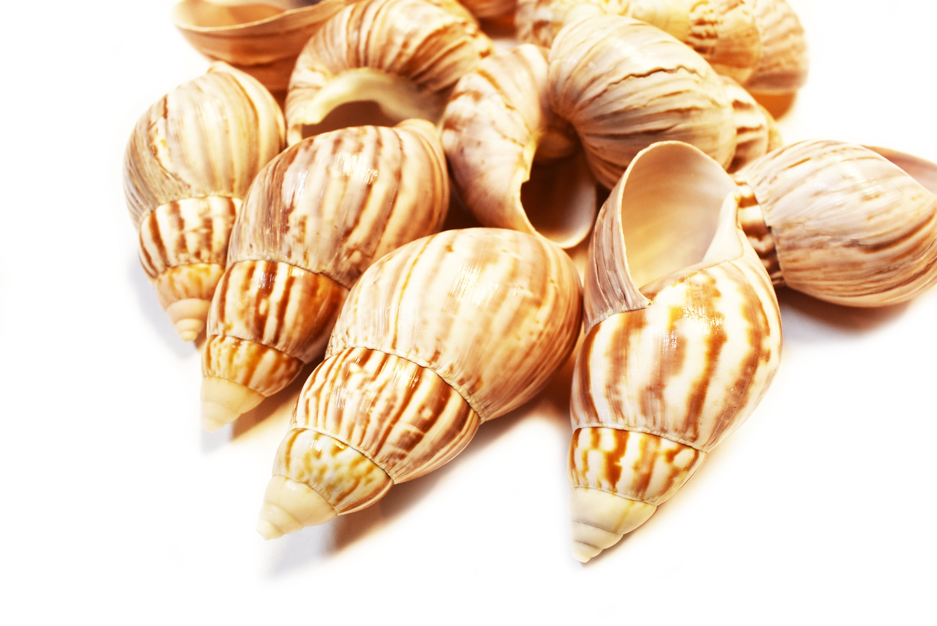 Set of 6 Extra Large Natural Japanese (Fairyland) Land Snail Shells 3 ...