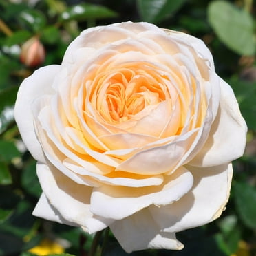 Heirloom Roses - Live Edith's Darling™ Shrub Rose Plant - Delivered ...